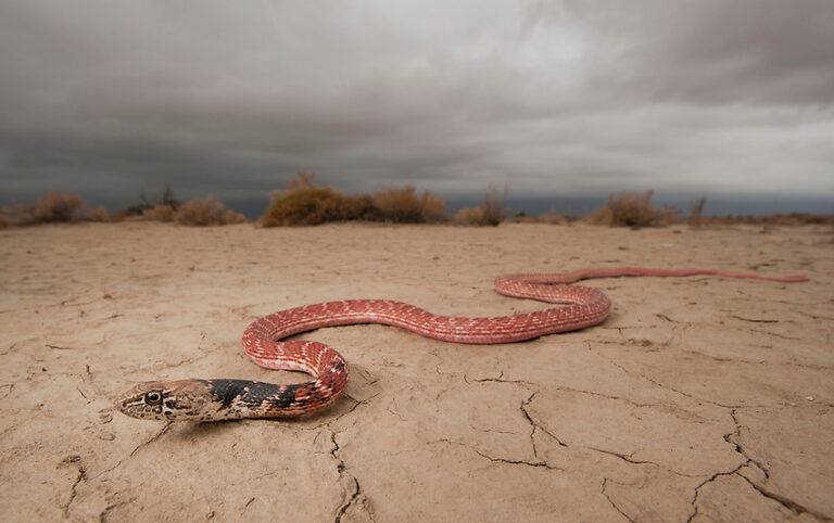 Red Racer Facts, Description, Diet, and Pictures