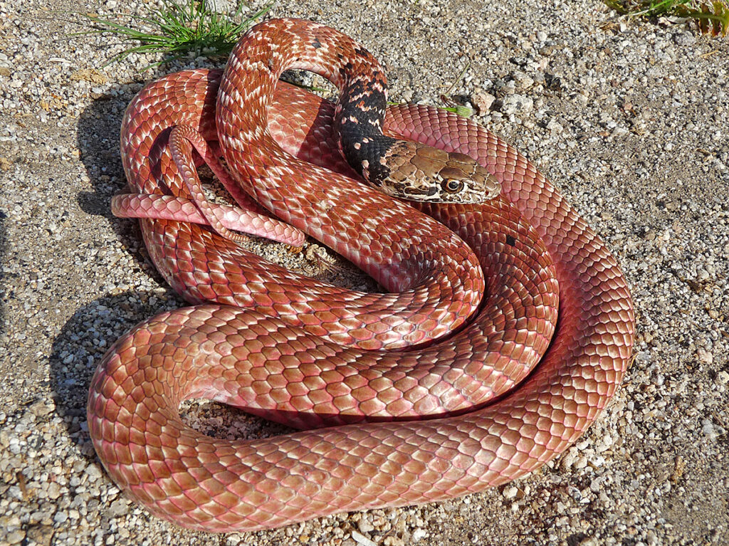 Red Racer Facts, Description, Diet, and Pictures