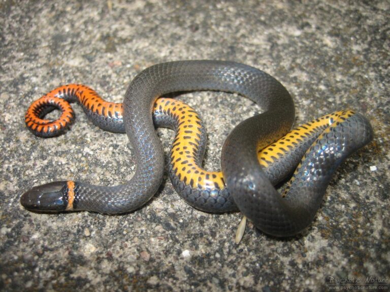 Ring-necked Snake Facts, Description, Diet, and Pictures