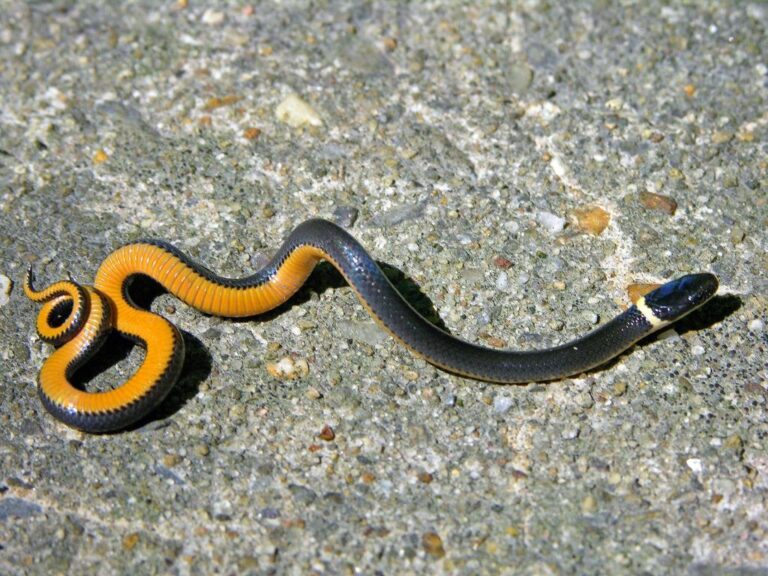 Ring-necked Snake Facts, Description, Diet, and Pictures