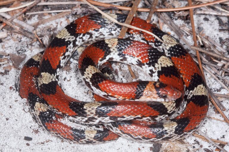 Scarlet Snake Facts, Description, Diet, and Pictures