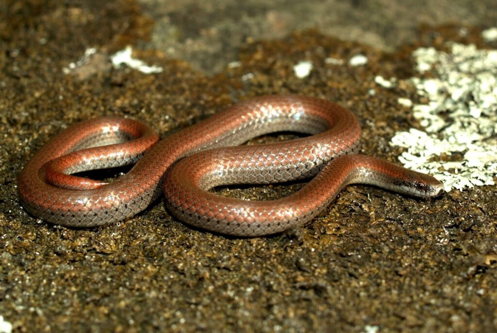 Sharp-tailed Snake Facts, Description, Diet, and Pictures