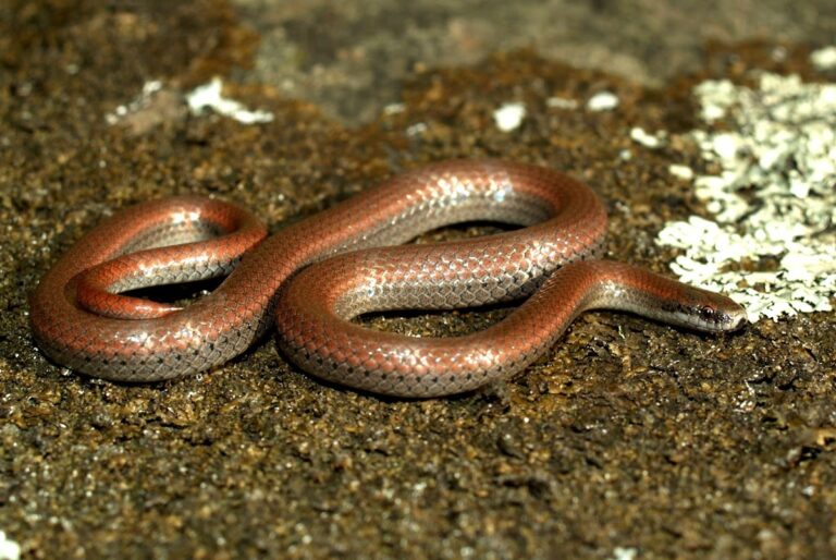 Sharp-tailed Snake Facts, Description, Diet, and Pictures