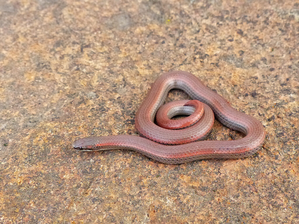 Sharp-tailed Snake Facts, Description, Diet, and Pictures