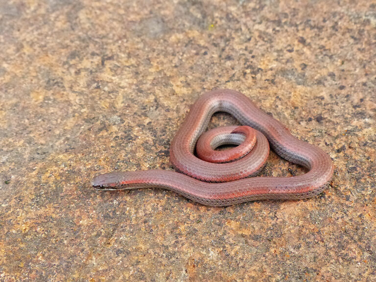 Sharp-tailed Snake Facts, Description, Diet, and Pictures