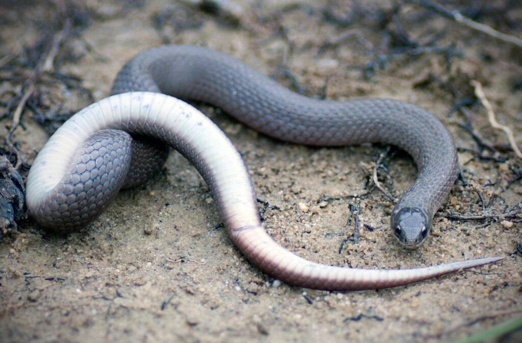 Smooth Earth Snake Facts, Description, Size, Diet, and Pictures