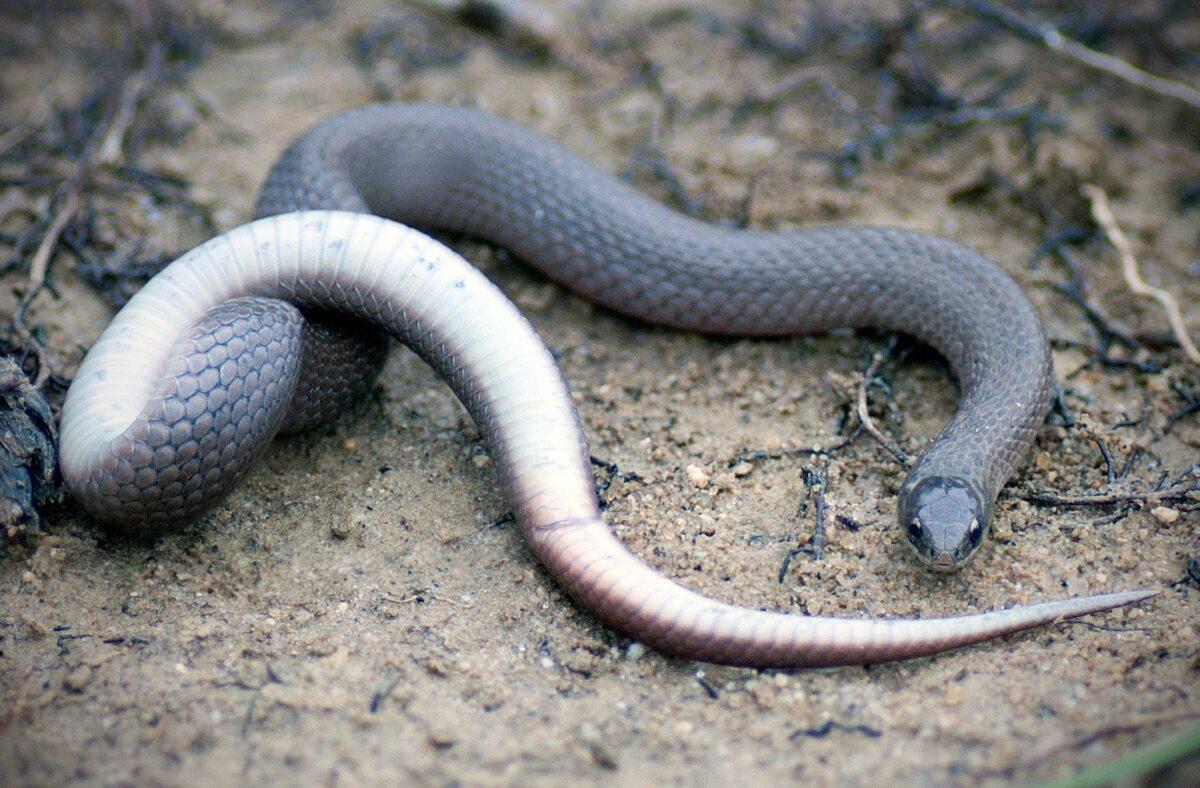 Smooth Earth Snake Facts, Description, Size, Diet, and Pictures