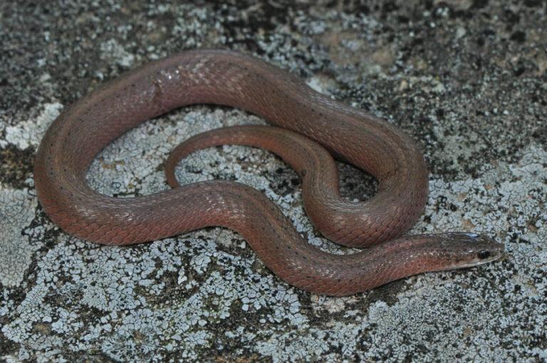 Smooth Earth Snake Facts, Description, Size, Diet, and Pictures