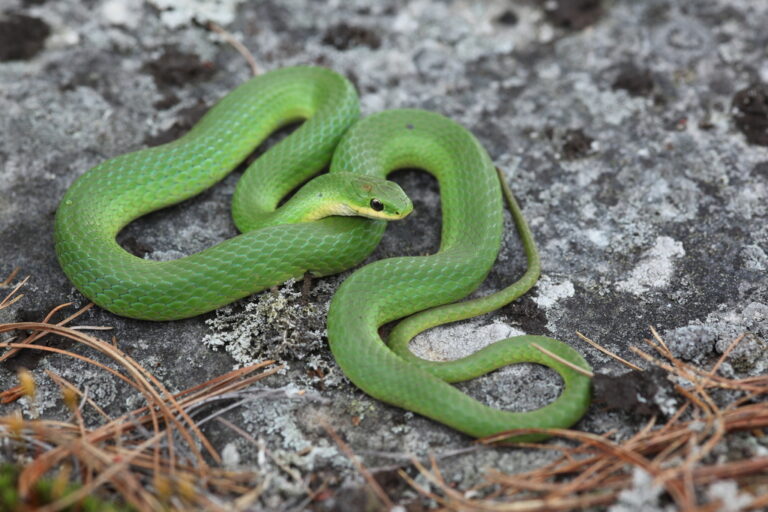 Smooth Green Snake Facts, Description, Diet, and Pictures