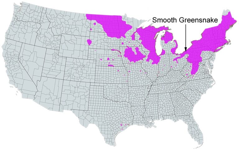 Smooth Green Snake Facts, Description, Diet, and Pictures