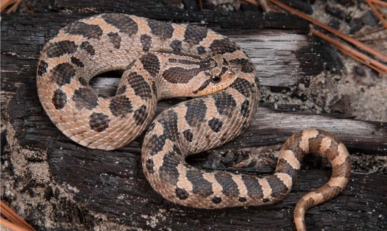 Southern Hognose Snake Facts, Description, Diet, and Pictures