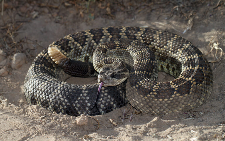 Southern Pacific Rattlesnake Facts, Description, Diet, and Pictures