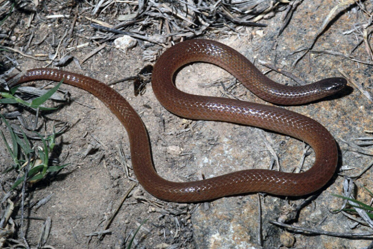 Flat-headed Snake Facts, Description, Diet, and Pictures