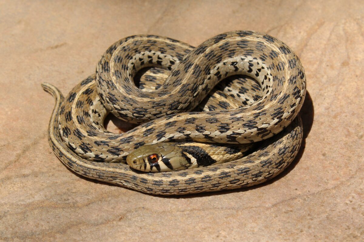 Checkered Garter Snake Facts, Description, Diet, and Pictures