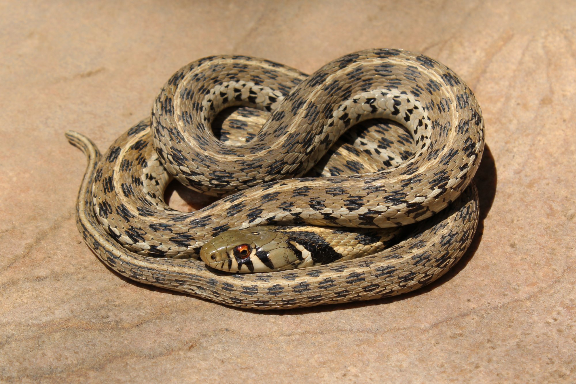 Checkered Garter Snake Facts, Description, Diet, and Pictures