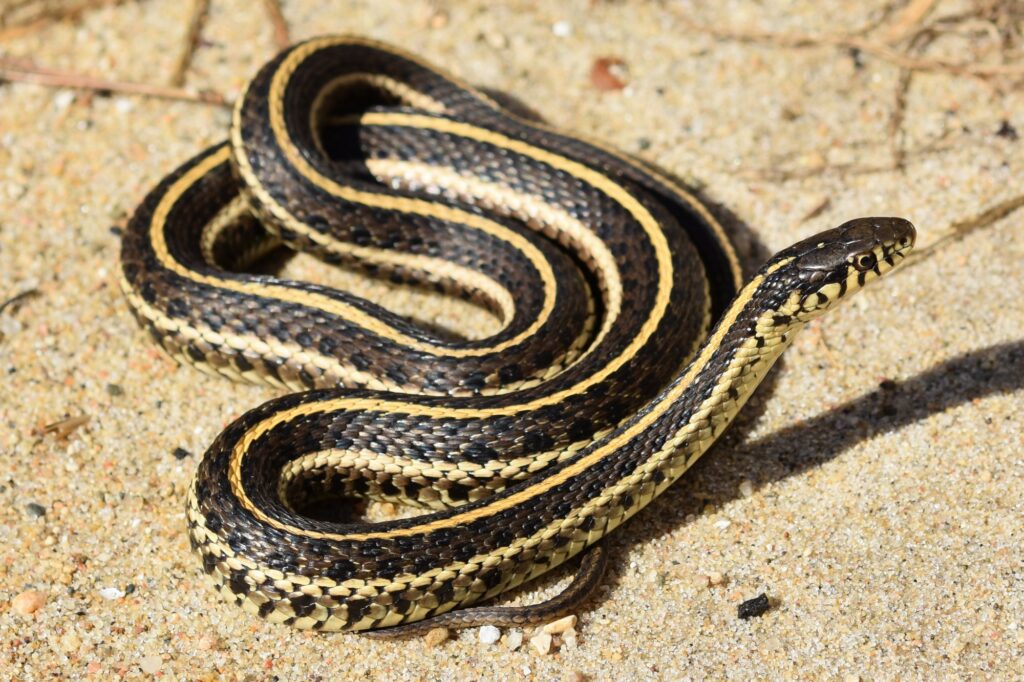 Plains Garter Snake Facts, Description, Diet, and Pictures