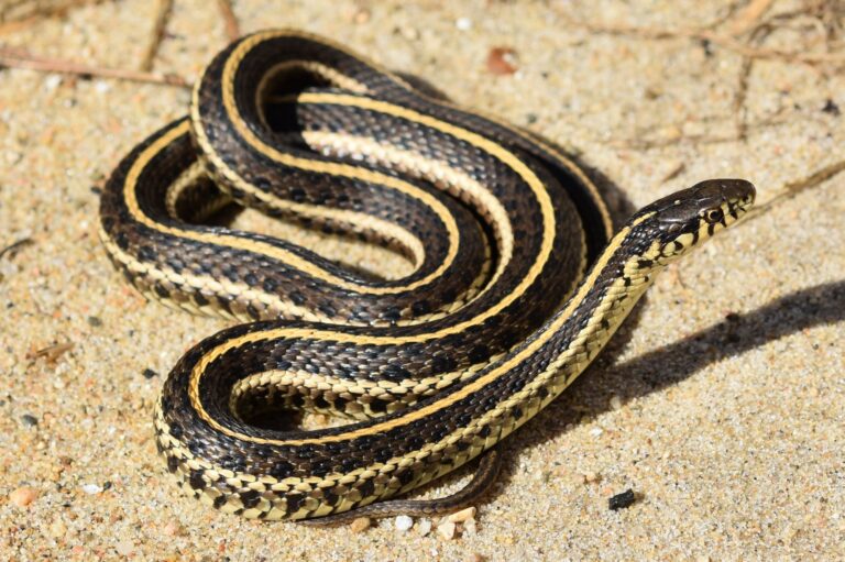 Plains Garter Snake Facts, Description, Diet, and Pictures
