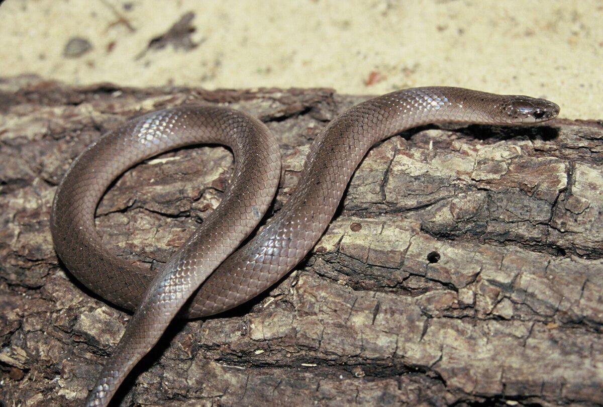 Smooth Earth Snake Facts, Description, Size, Diet, and Pictures