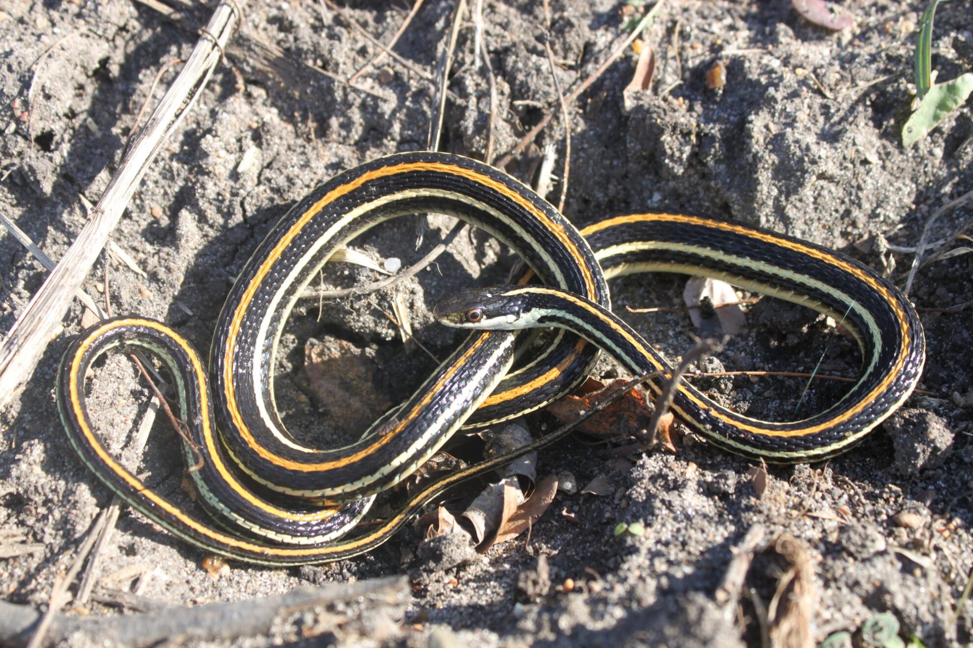 Western Ribbon Snake Facts, Description, Diet, and Pictures