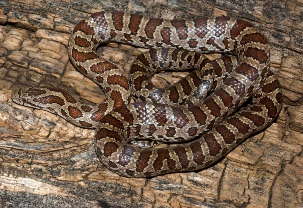 Prairie Kingsnake Facts, Description, Diet, and Pictures