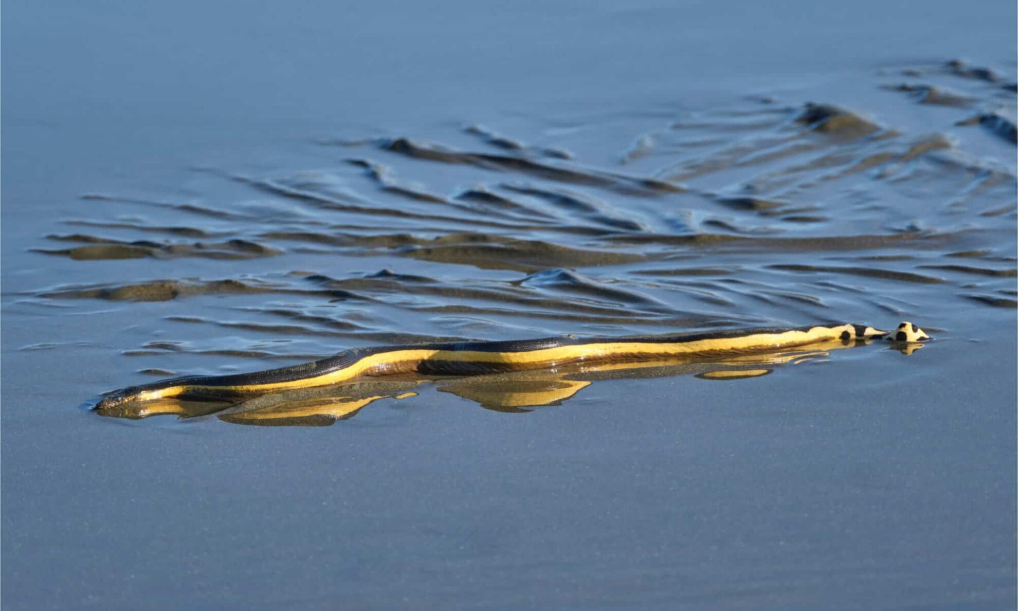 Yellow-bellied Sea Snake Identification, Habitat, Diet, and Pictures