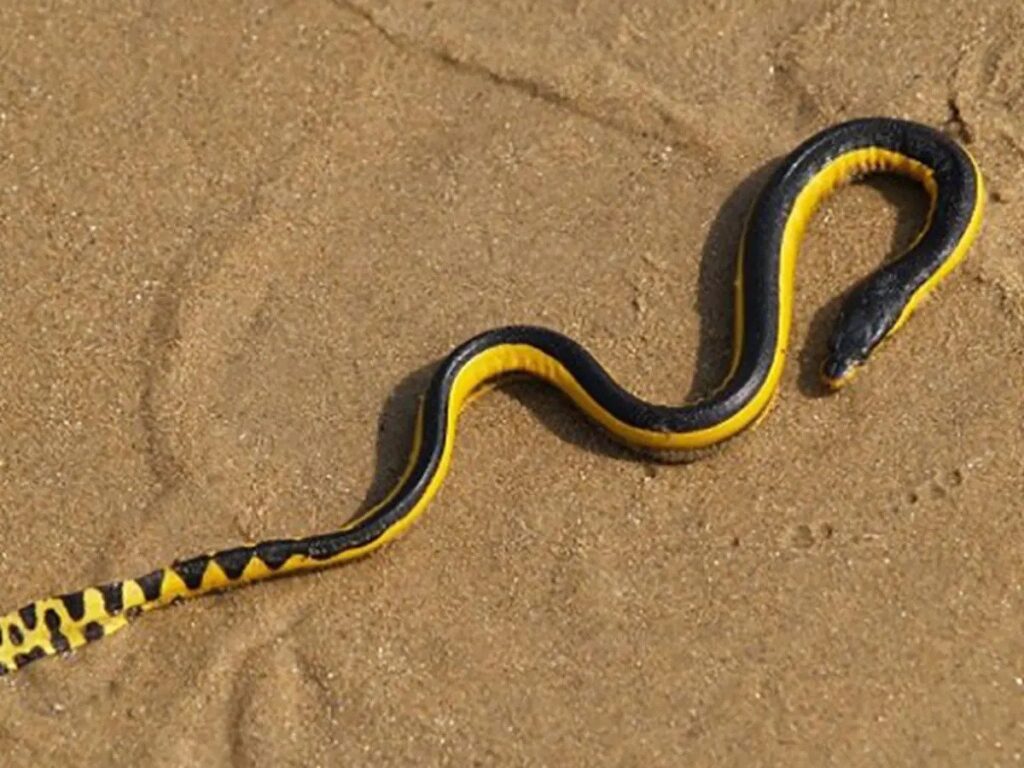 Yellow-bellied Sea Snake Identification, Habitat, Diet, and Pictures