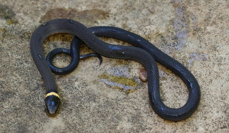 Ring-necked Snake Facts, Description, Diet, and Pictures