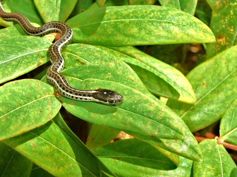 Northwestern Garter Snake Facts, Description, Diet, and Pictures