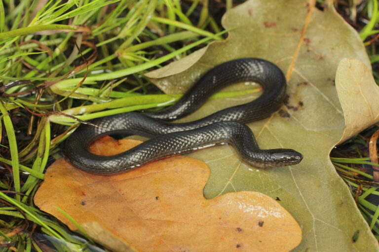 Black Swamp Snake Facts, Description, Diet, and Pictures