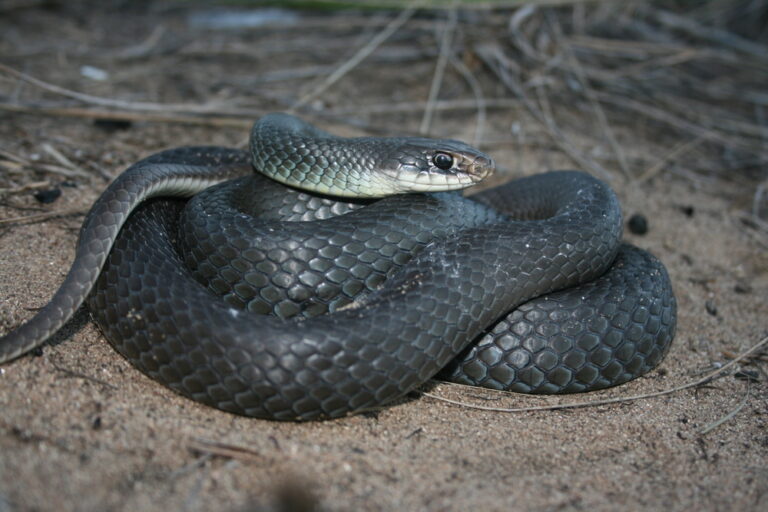 Blue Racer Facts, Description, Diet, and Pictures