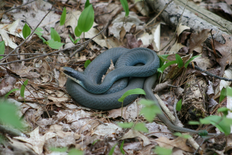 Blue Racer Facts, Description, Diet, and Pictures