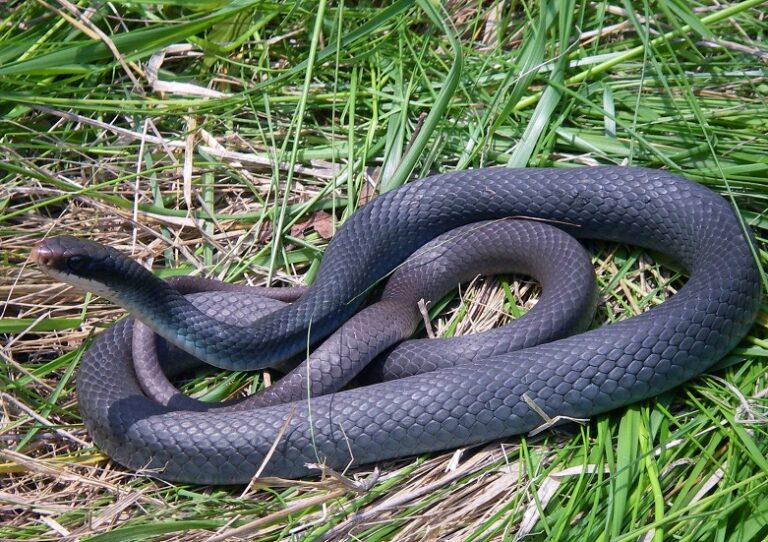 Blue Racer Facts, Description, Diet, and Pictures