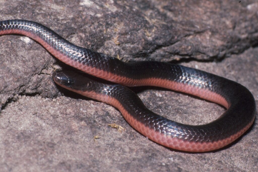 Worm Snake Facts, Description, Diet, and Pictures