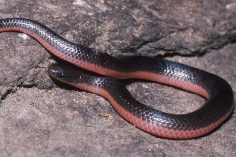 Worm Snake Facts, Description, Diet, and Pictures