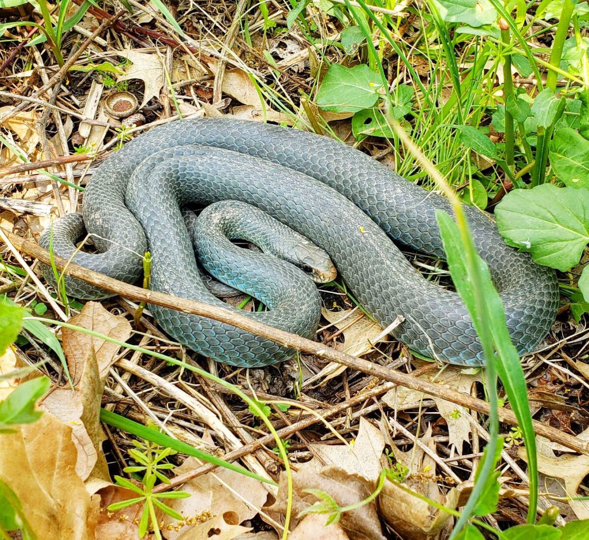 Blue Racer Facts, Description, Diet, and Pictures