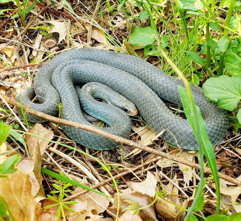 Blue Racer Facts, Description, Diet, and Pictures