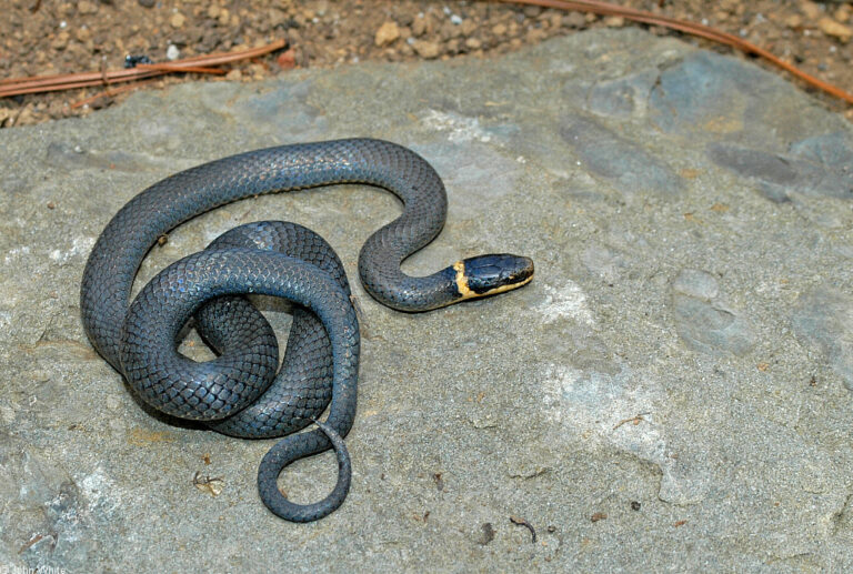 Northern Ringneck Snake Facts, Description, Diet, and Pictures