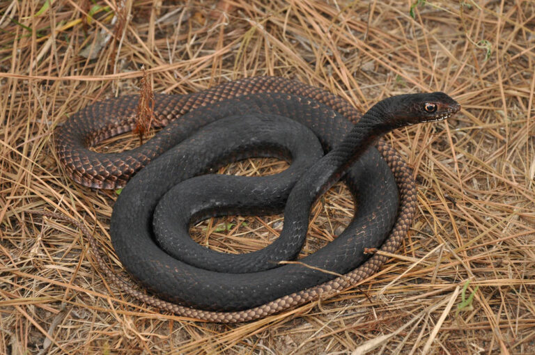 Eastern Coachwhip Facts, Description, Diet, and Pictures