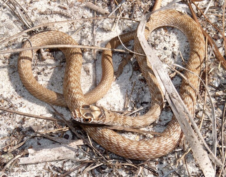 Eastern Coachwhip Facts, Description, Diet, and Pictures