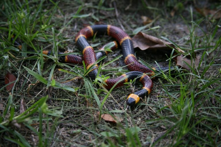 Eastern Coral Snake Facts, Description, Diet, and Pictures
