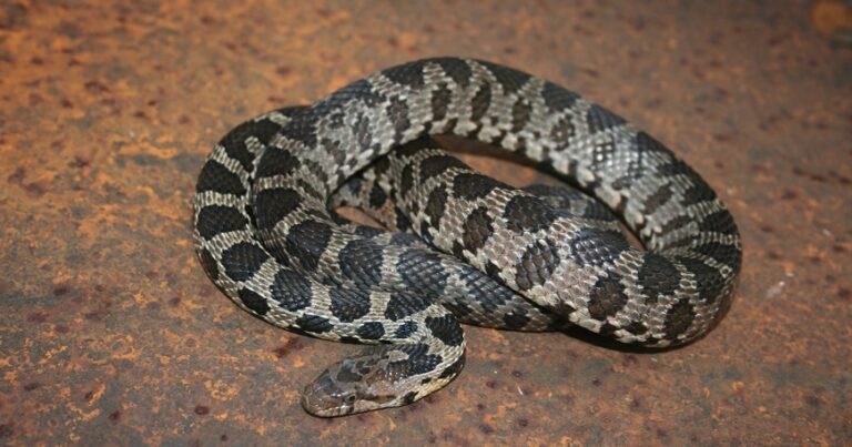 Eastern Fox Snake Facts, Description, Diet, and Pictures