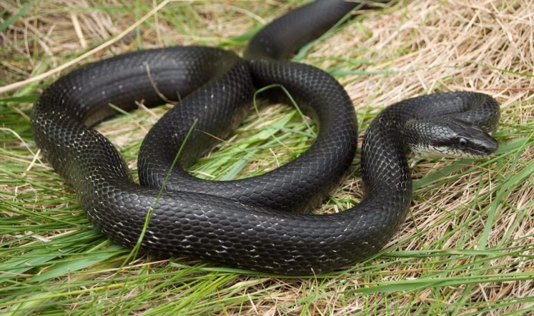 Eastern Rat Snake Facts, Description, Diet, and Pictures