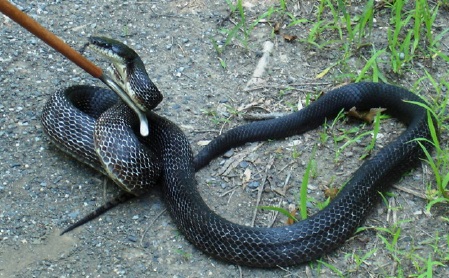 Eastern Rat Snake Facts, Description, Diet, and Pictures