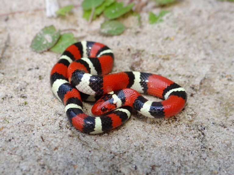 Scarlet Kingsnake Facts, Size, Diet, and Pictures