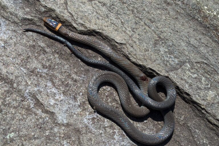 Northern Ringneck Snake Facts, Description, Diet, and Pictures