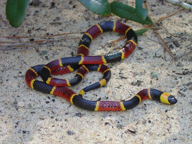 Eastern Coral Snake Facts, Description, Diet, and Pictures