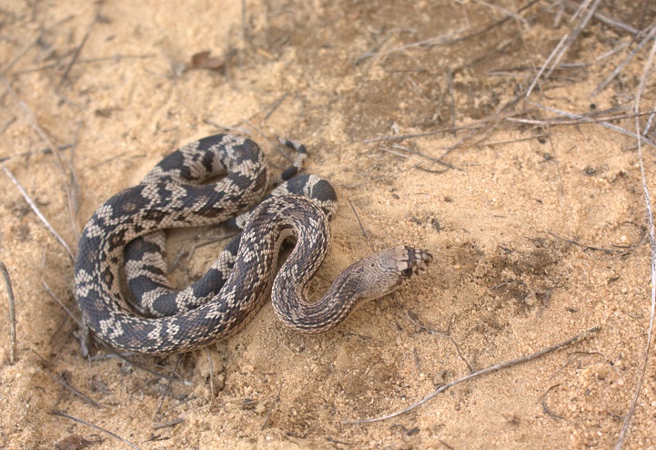 Pine Snake Facts, Description, Diet, and Pictures