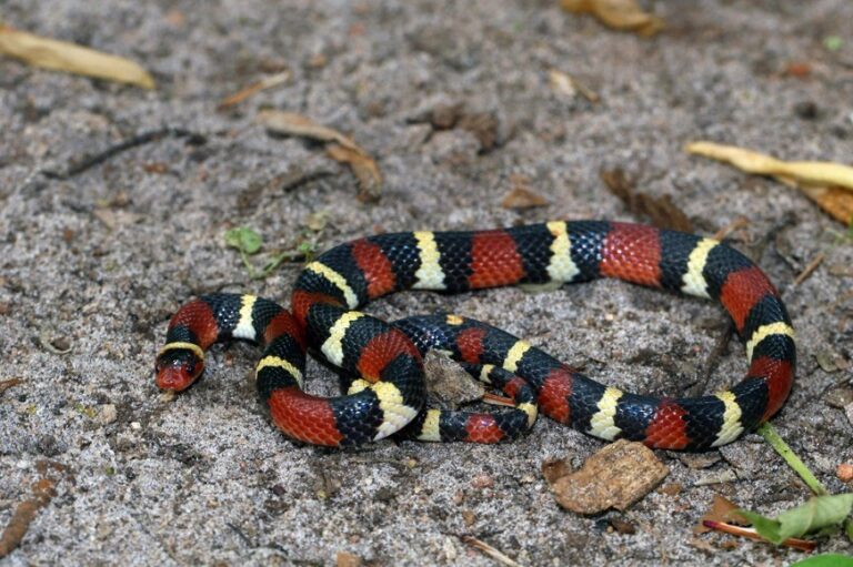 Scarlet Kingsnake Facts, Size, Diet, and Pictures
