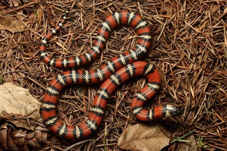 California Mountain Kingsnake Facts, Description, Diet, and Pictures
