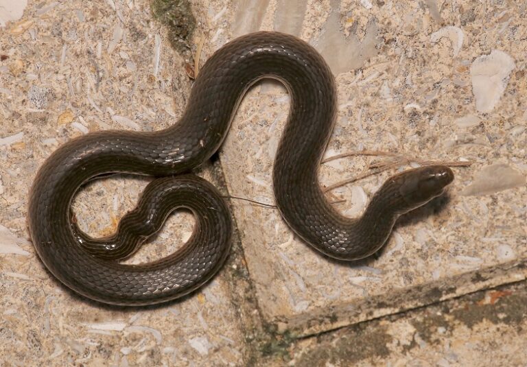 Black Swamp Snake Facts, Description, Diet, and Pictures